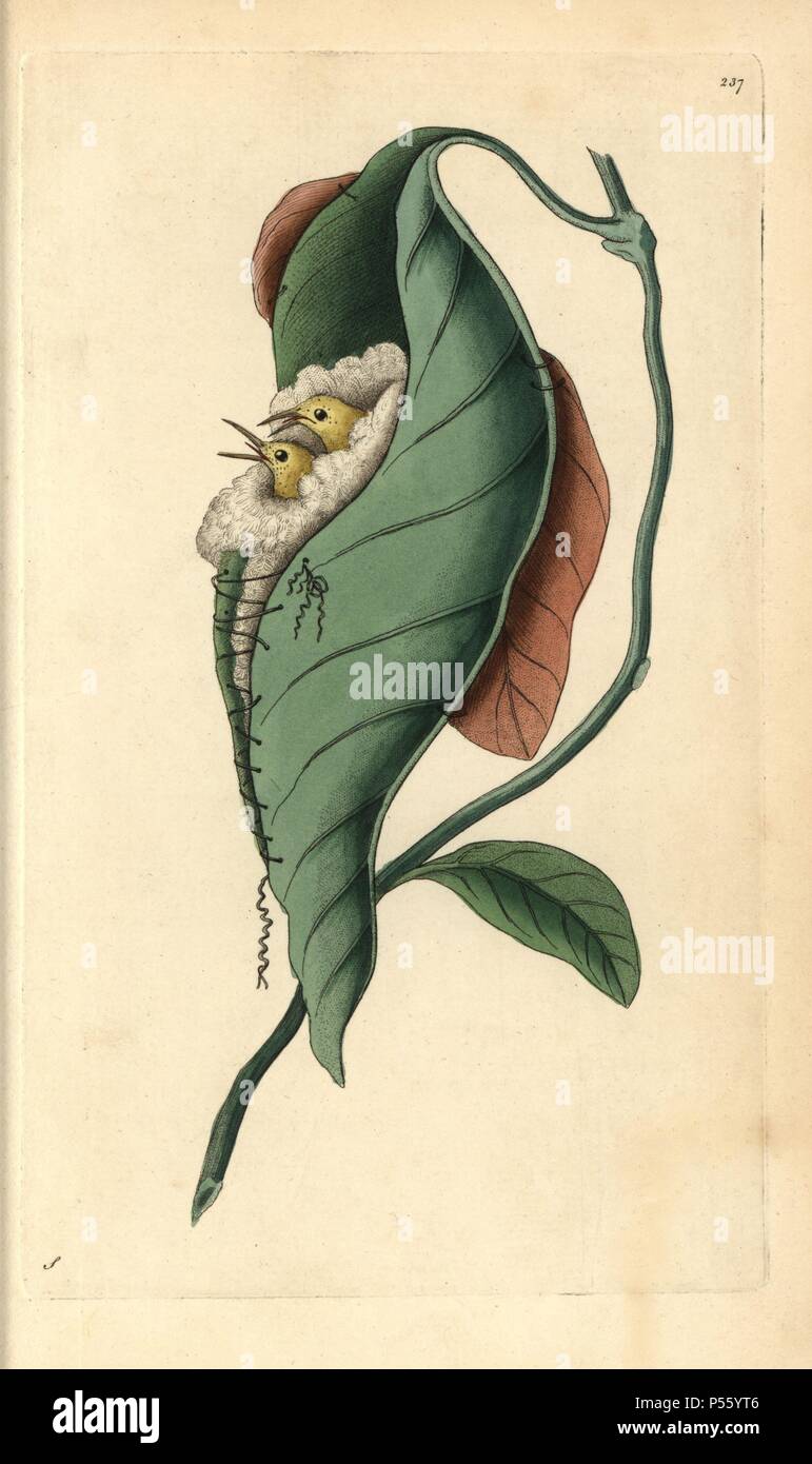 how to draw tailorbird nest