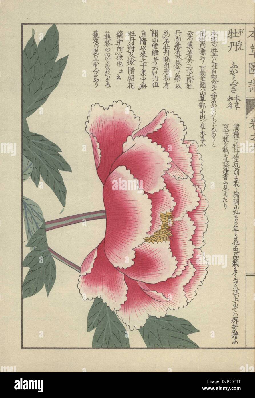 White japanese peonies hi-res stock photography and images - Alamy