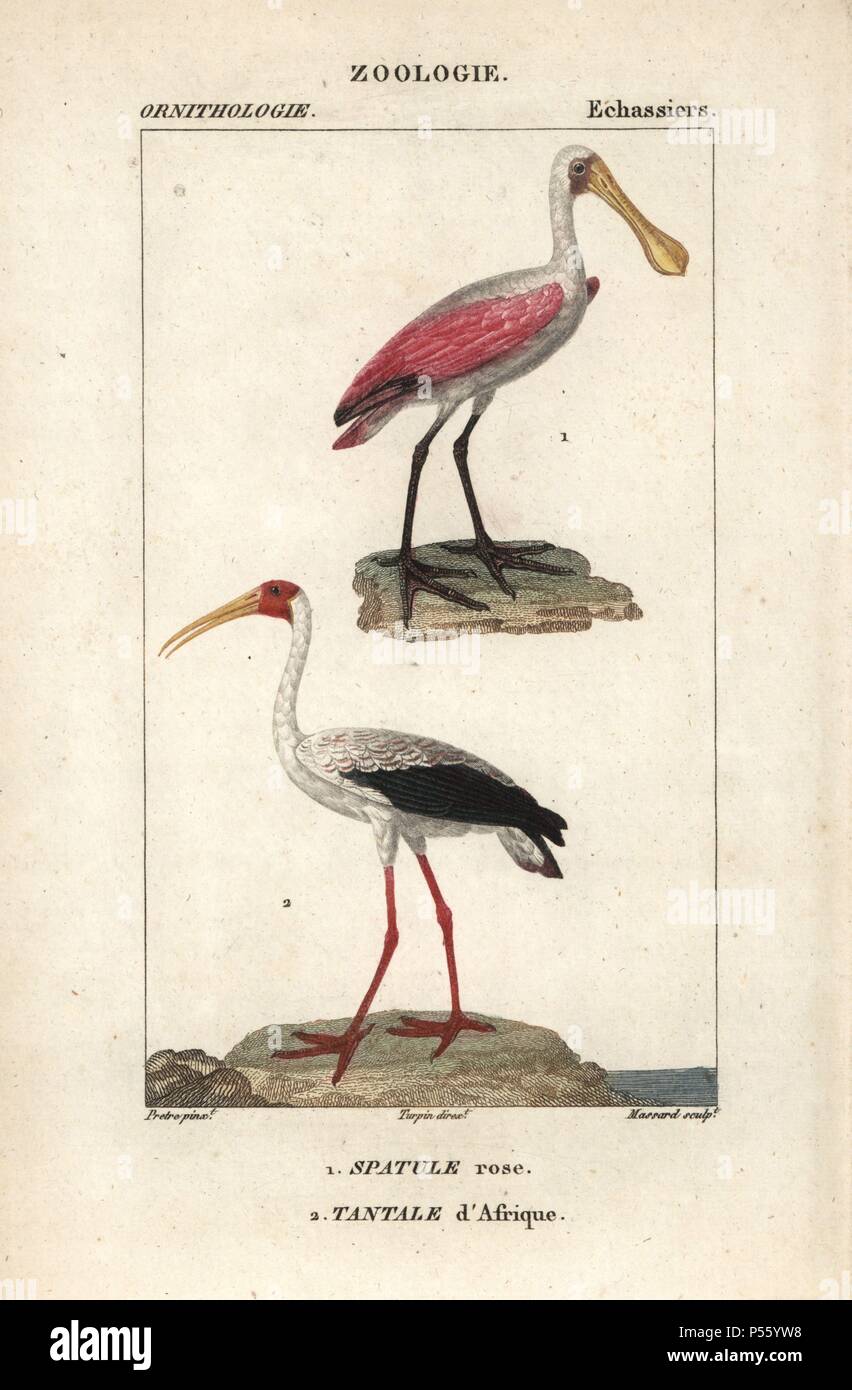 Roseate spoonbill, Platalea ajaja, and yellow-billed stork, Mycteria ...