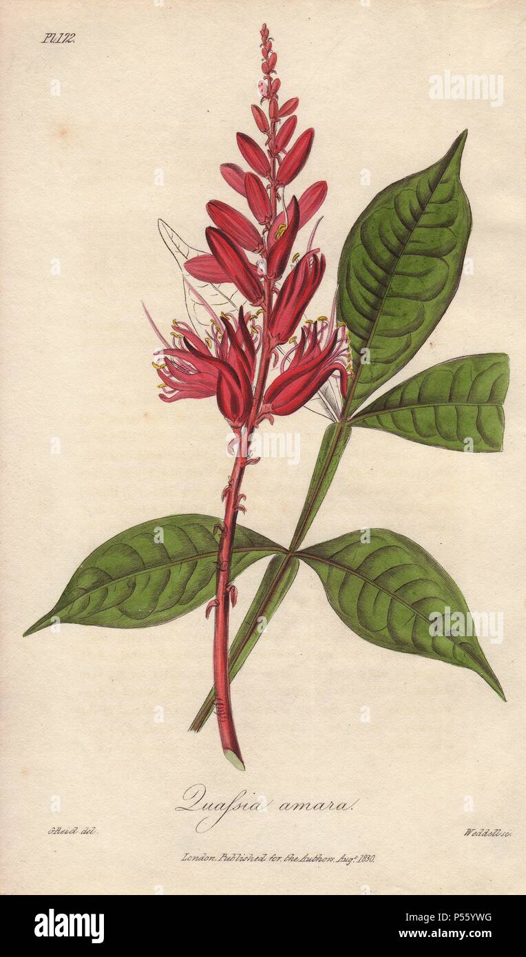 Bitterwood quassia amara hi-res stock photography and images - Alamy