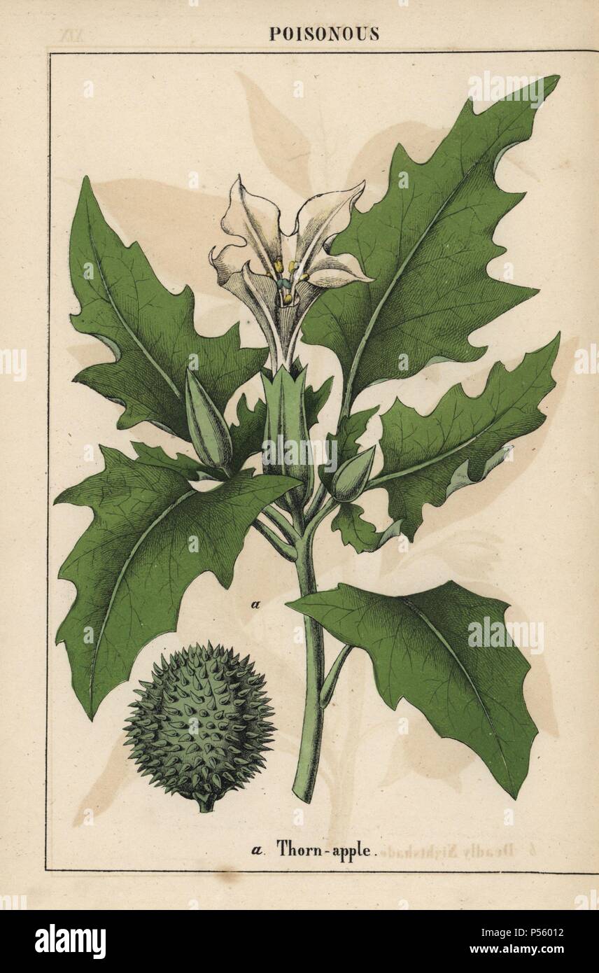 Spine from apple hi-res stock photography and images - Alamy