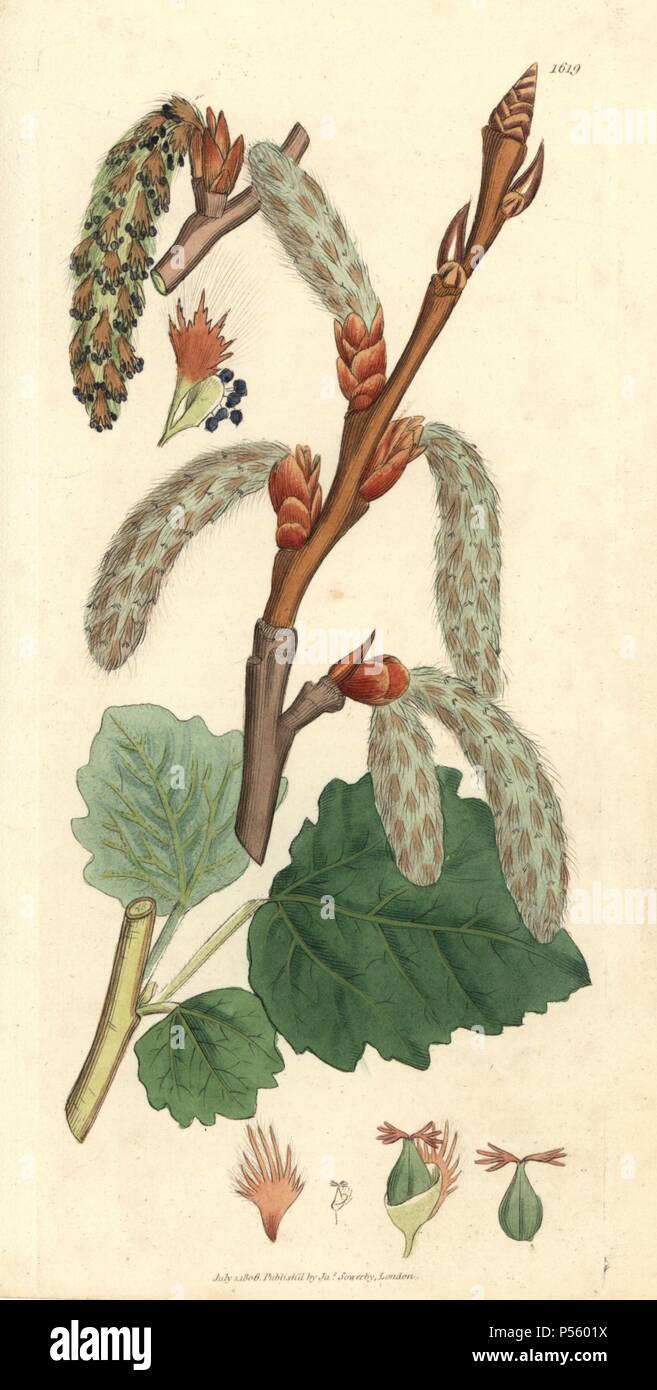 Common white or grey poplar tree, Populus canescens. Handcoloured ...