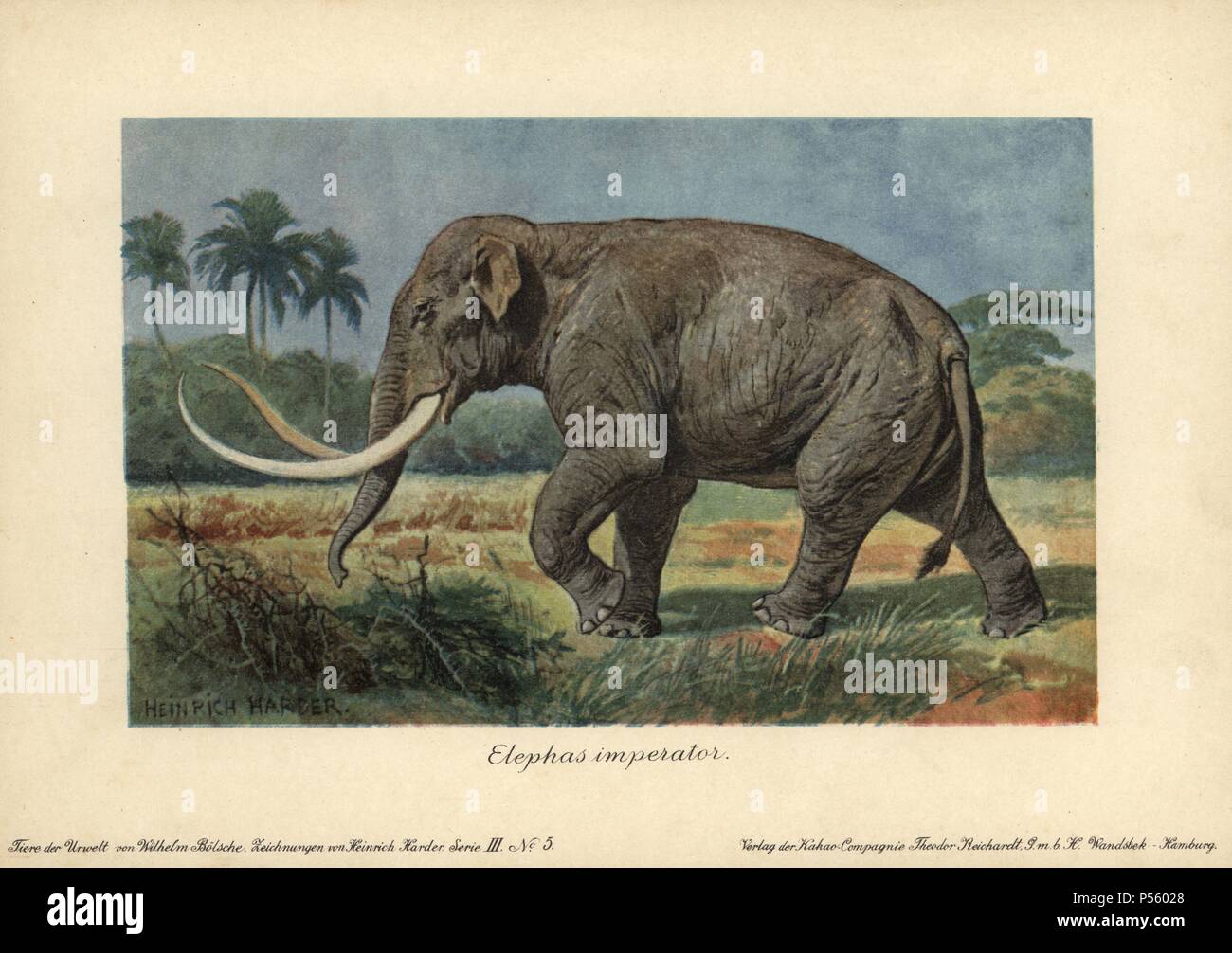 Mammuthus imperator hi-res stock photography and images - Alamy