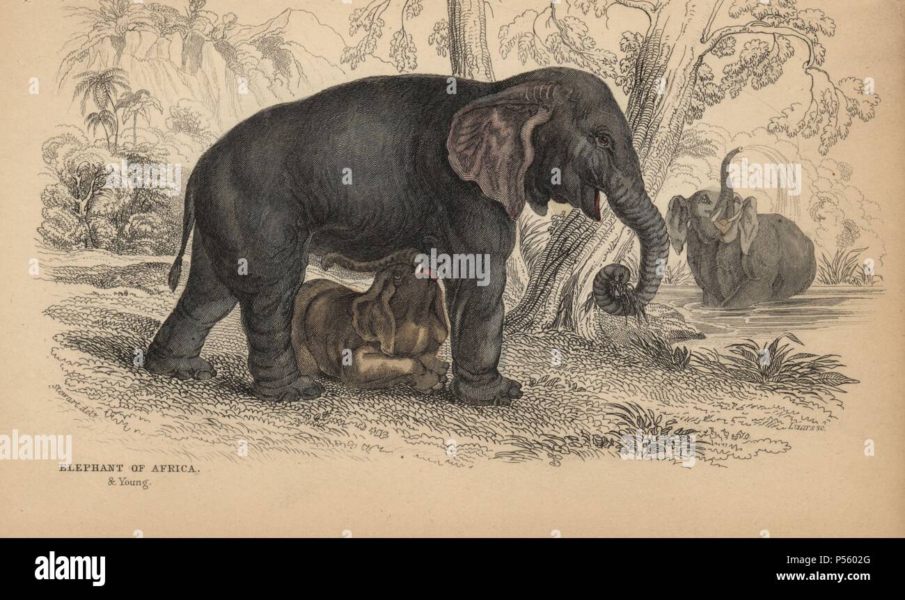 Drawing of an african elephant hi-res stock photography and images - Alamy