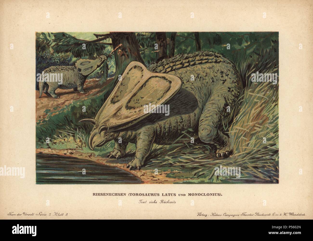 Monoclonius Vs T Rex