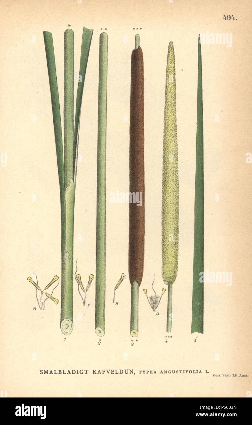 Lesser bulrush, Typha angustifolia. Chromolithograph from Carl Lindman ...