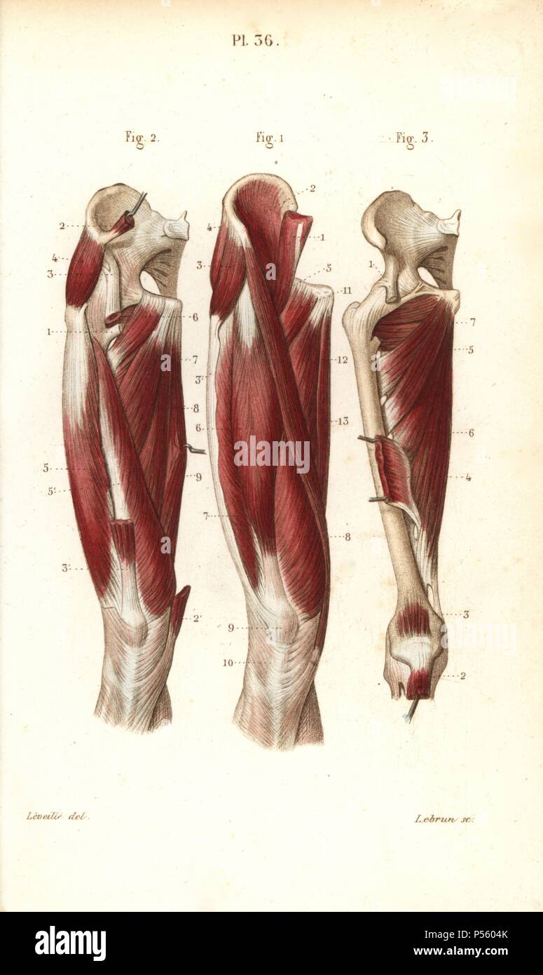 Muscles and tendons of the thigh. Handcolored steel engraving by Lebrun ...