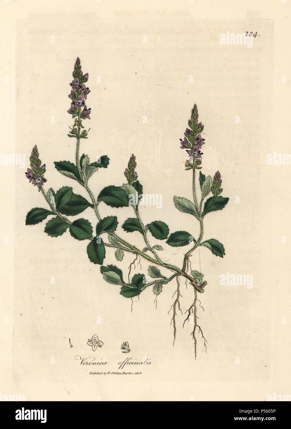 Veronica officinalis botanical illustration hi-res stock photography ...