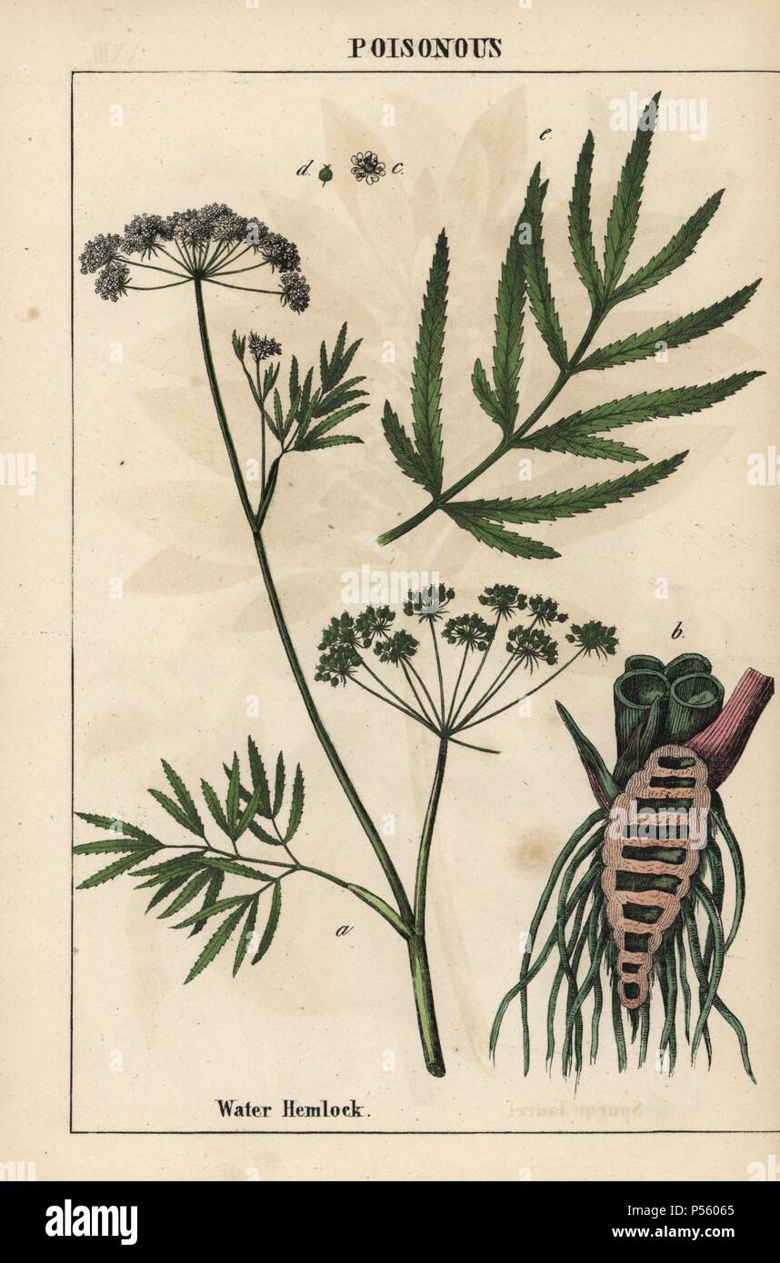 Water Hemlock Showing Leaves Root Structure And Flowers Cicuta Virosa Chromolithograph From