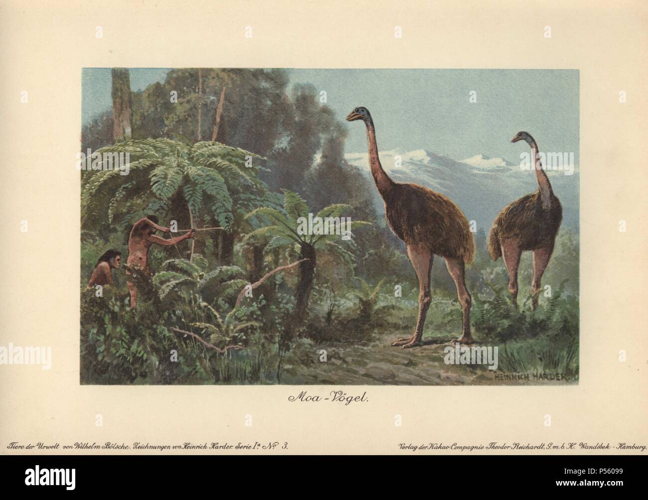Moa birds (Dinornis robustus) being hunted by men with bows and arrows ...