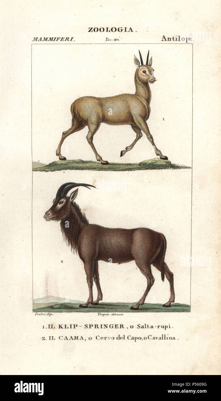 Salta rupi hi-res stock photography and images - Alamy