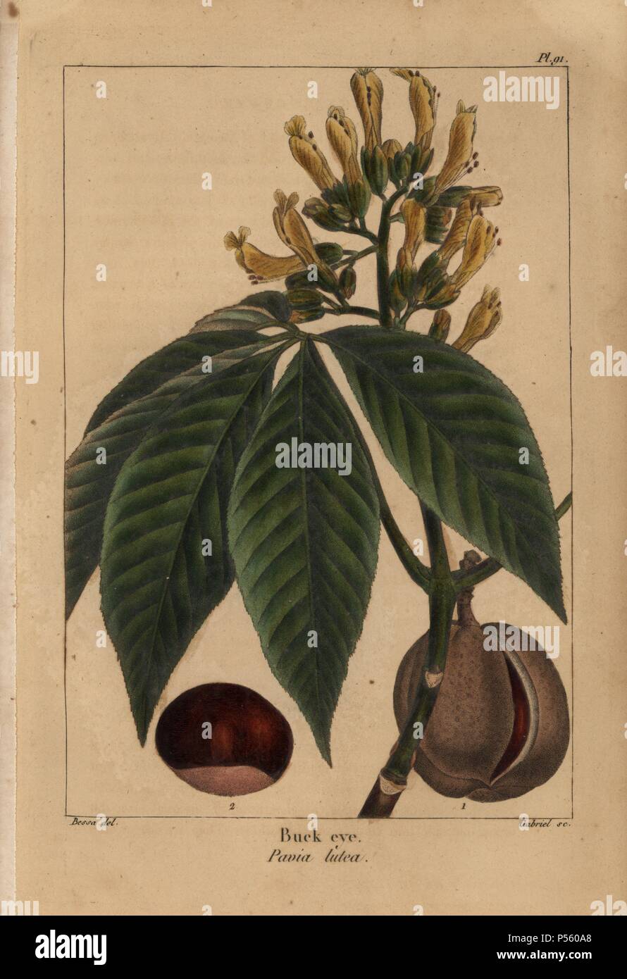 American chestnut tree hi-res stock photography and images - Alamy