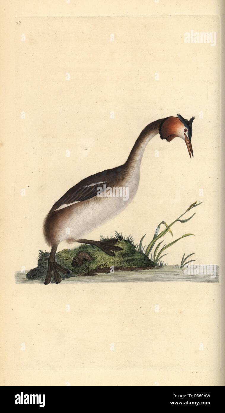 Great crested grebe, Podiceps cristatus. Handcoloured copperplate drawn ...