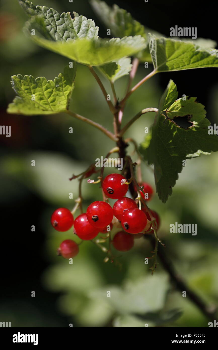 Garden plant life Stock Photo - Alamy