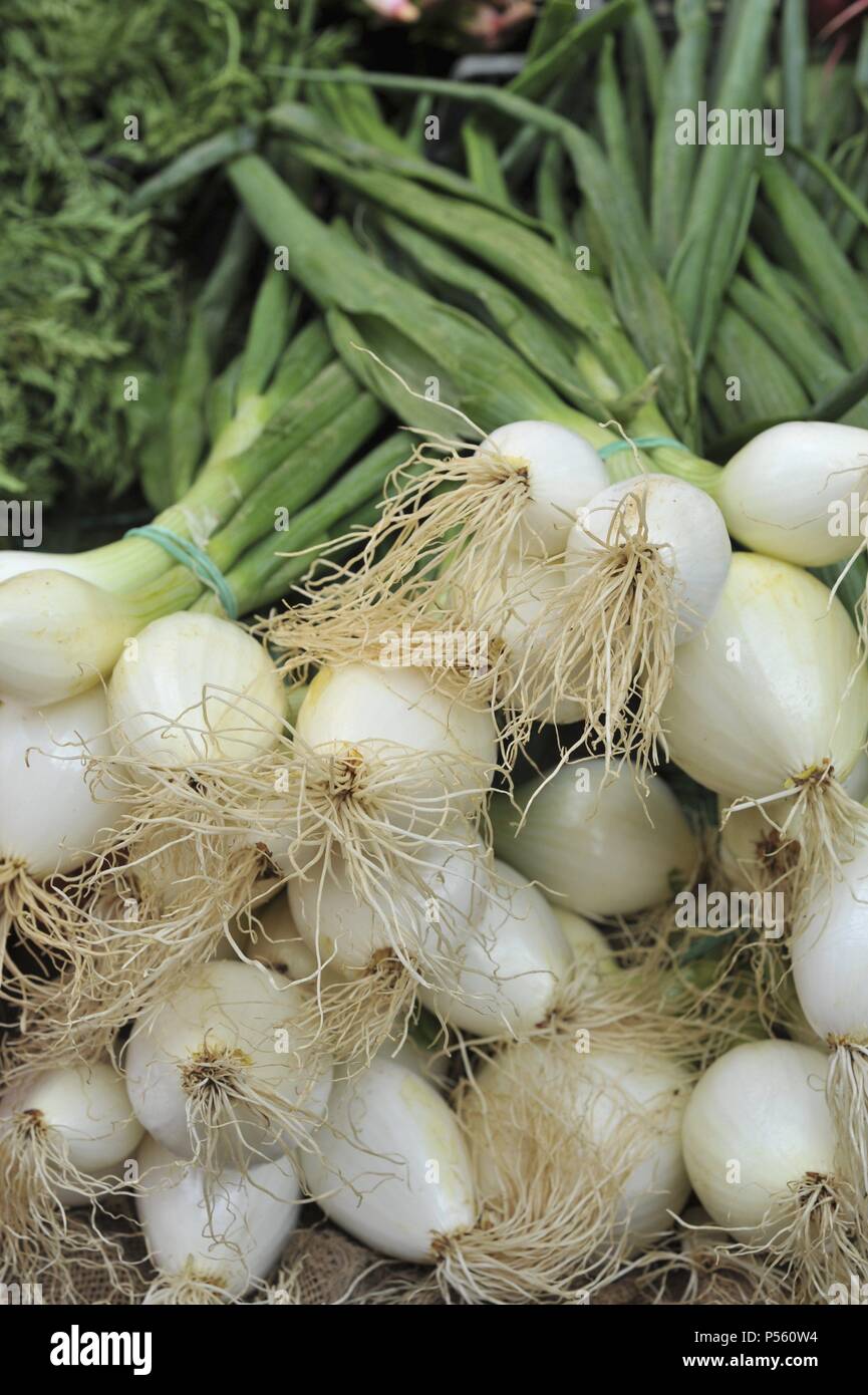 Cebollas hi-res stock photography and images - Alamy
