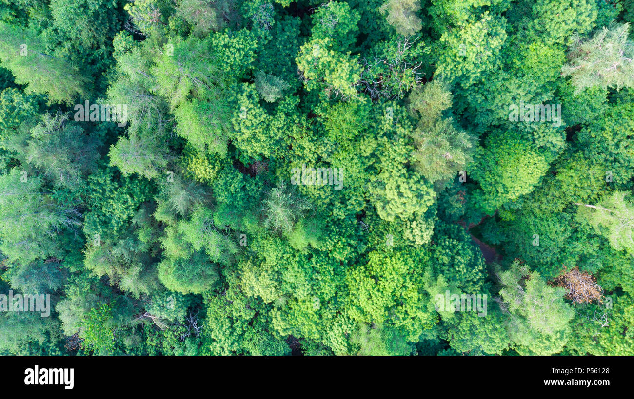 Summer woodland flying over top hi-res stock photography and images - Alamy