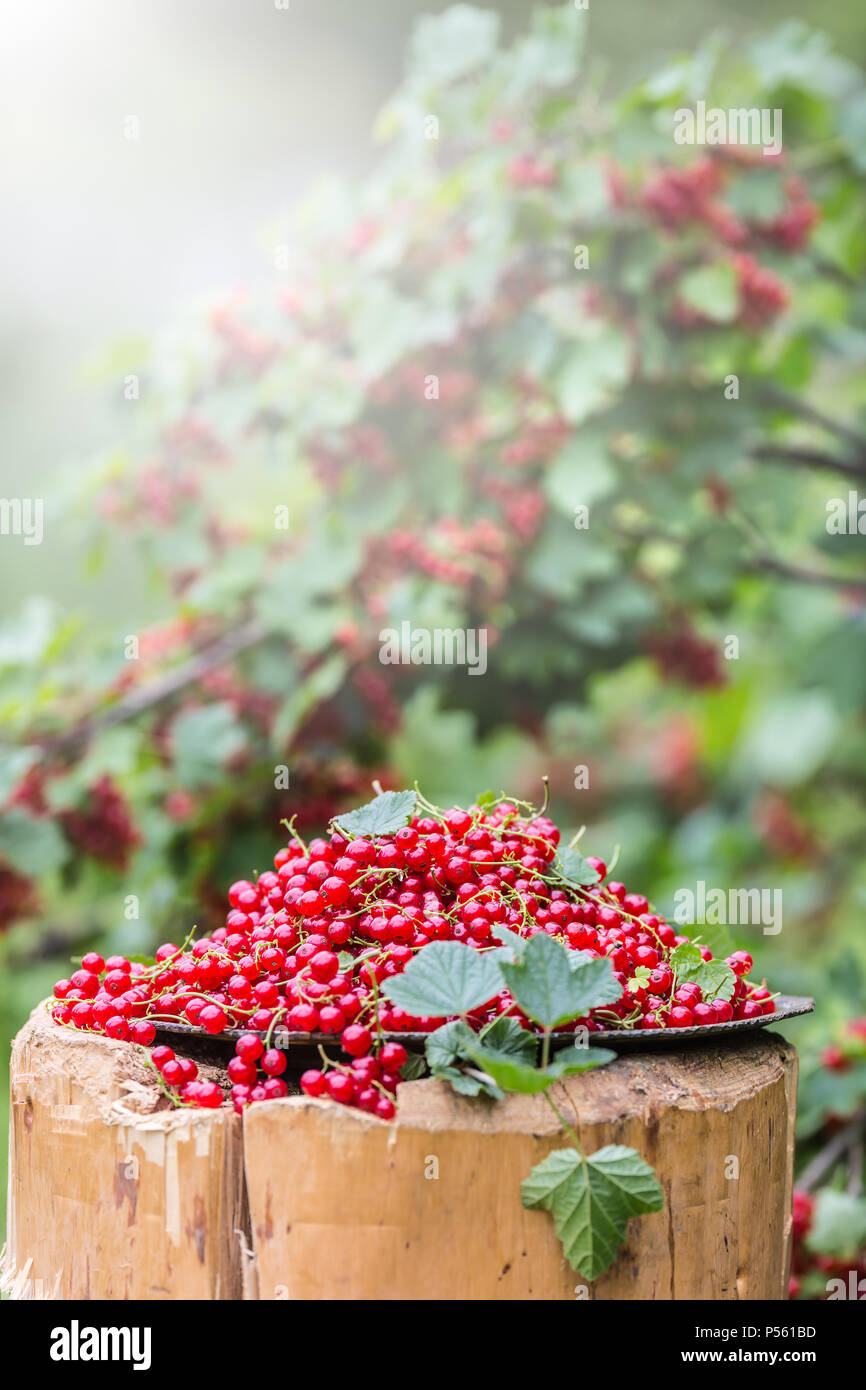 Plate full of red currants in garden on old wood Stock Photo - Alamy