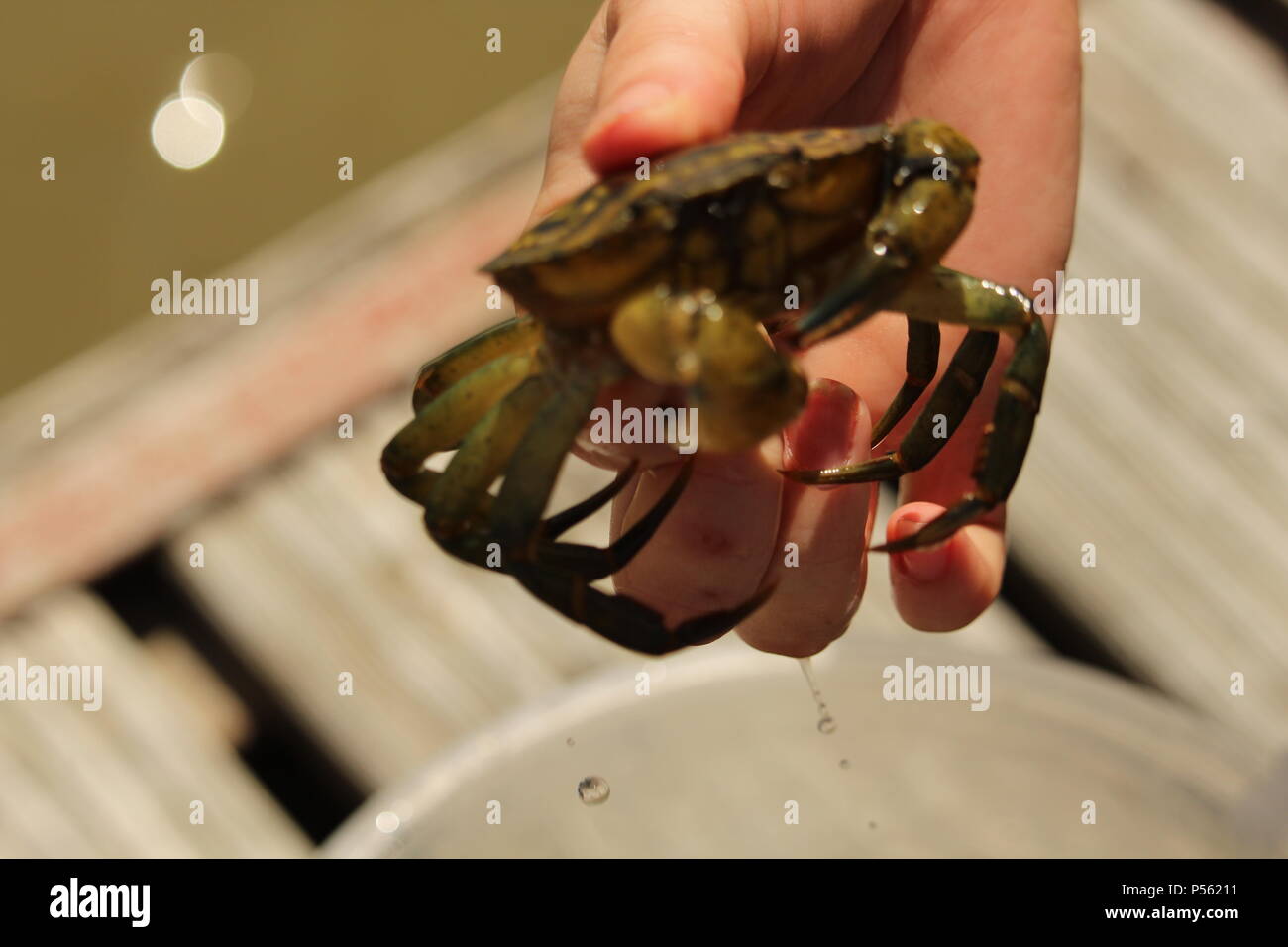 Discover Wildlife - A crabber on a nature trek showing the photographer ...
