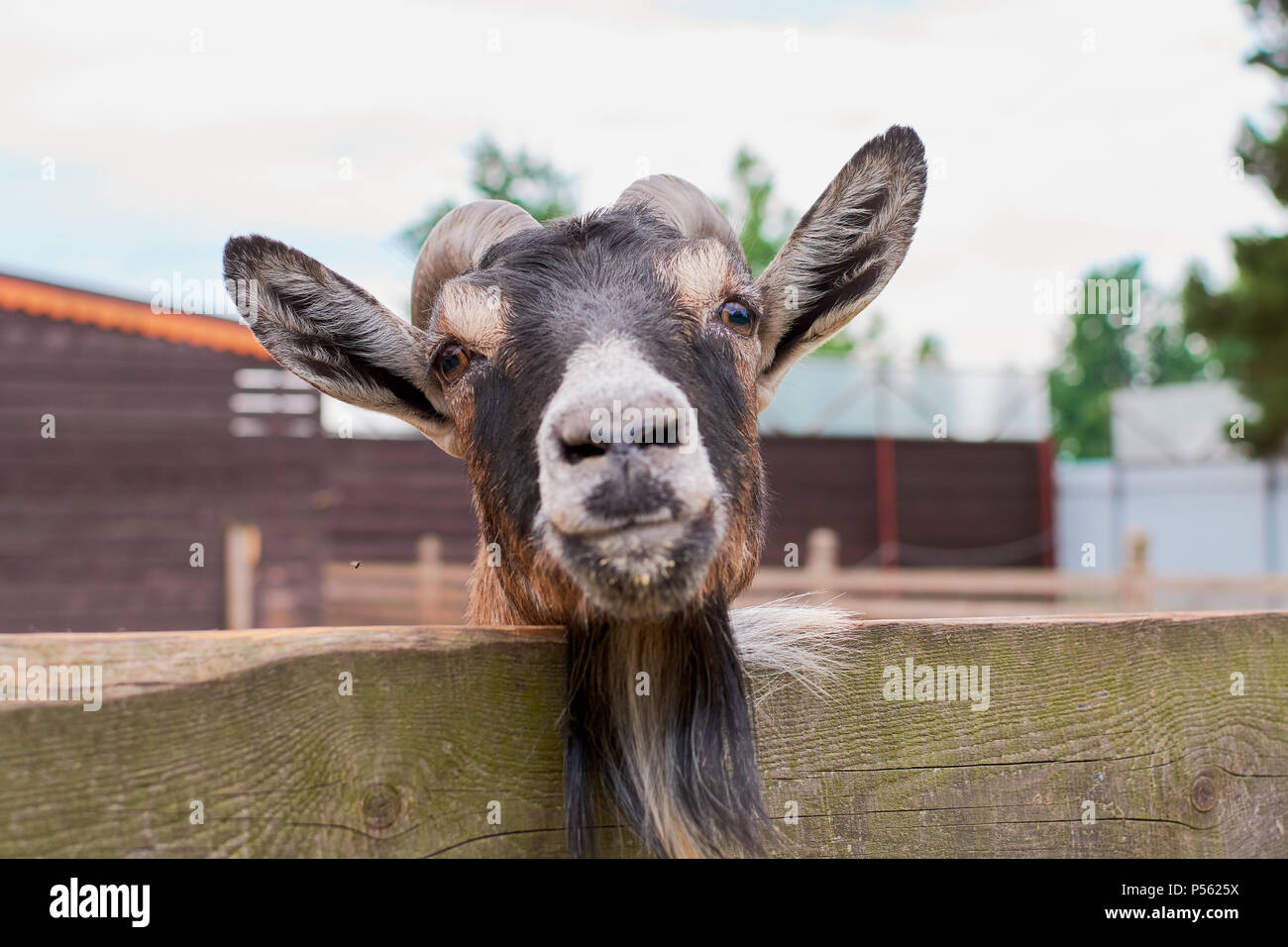 the goat chews on the street in the summer and looks Stock Photo - Alamy