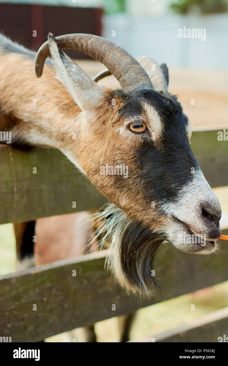 the goat chews on the street in the summer and looks Stock Photo - Alamy