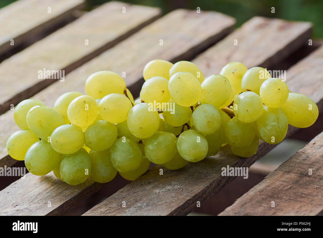 grapes on a light background in summer ripe juicy Stock Photo - Alamy