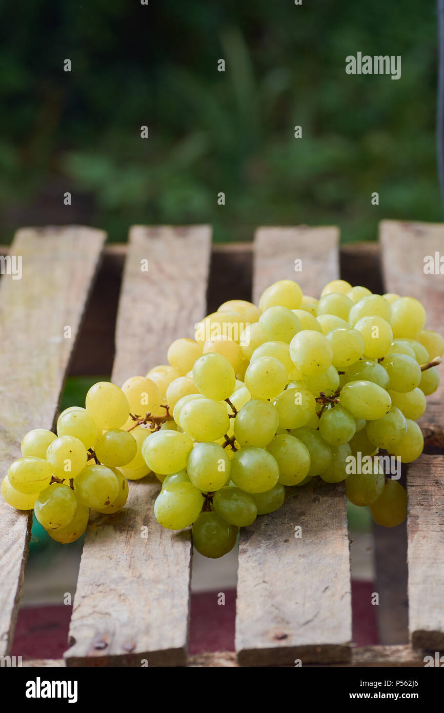grapes on a light background in summer ripe juicy Stock Photo - Alamy