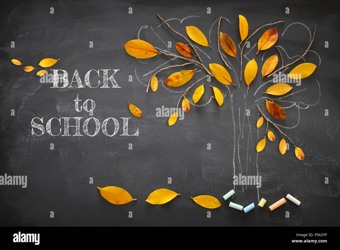 Back to school concept. Top view banner of tree sketch with autumn dry ...