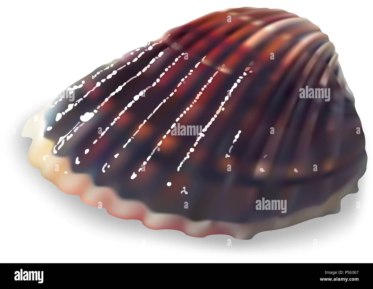 Colorful Clam on a White Background Stock Vector Image & Art - Alamy