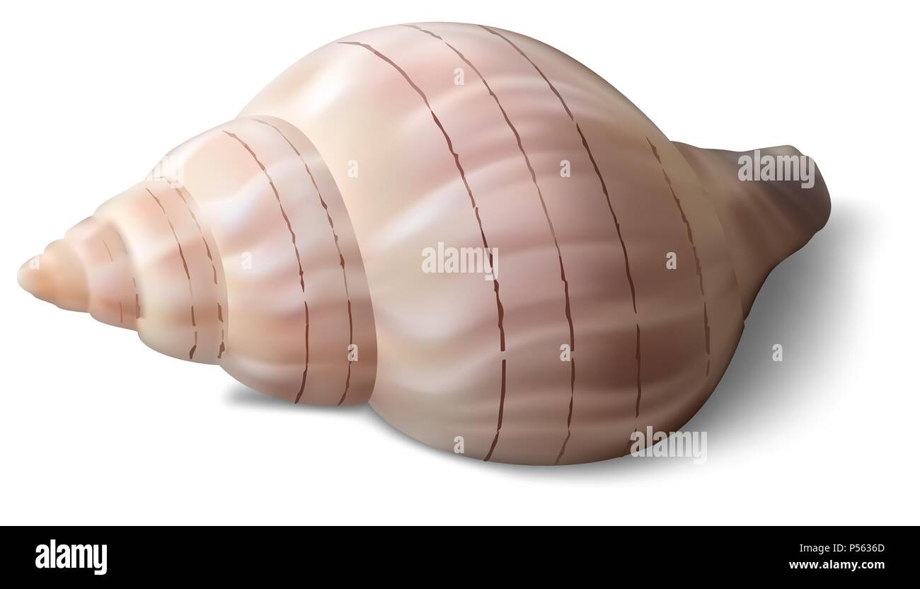 White textured shell on Stock Vector Images - Alamy