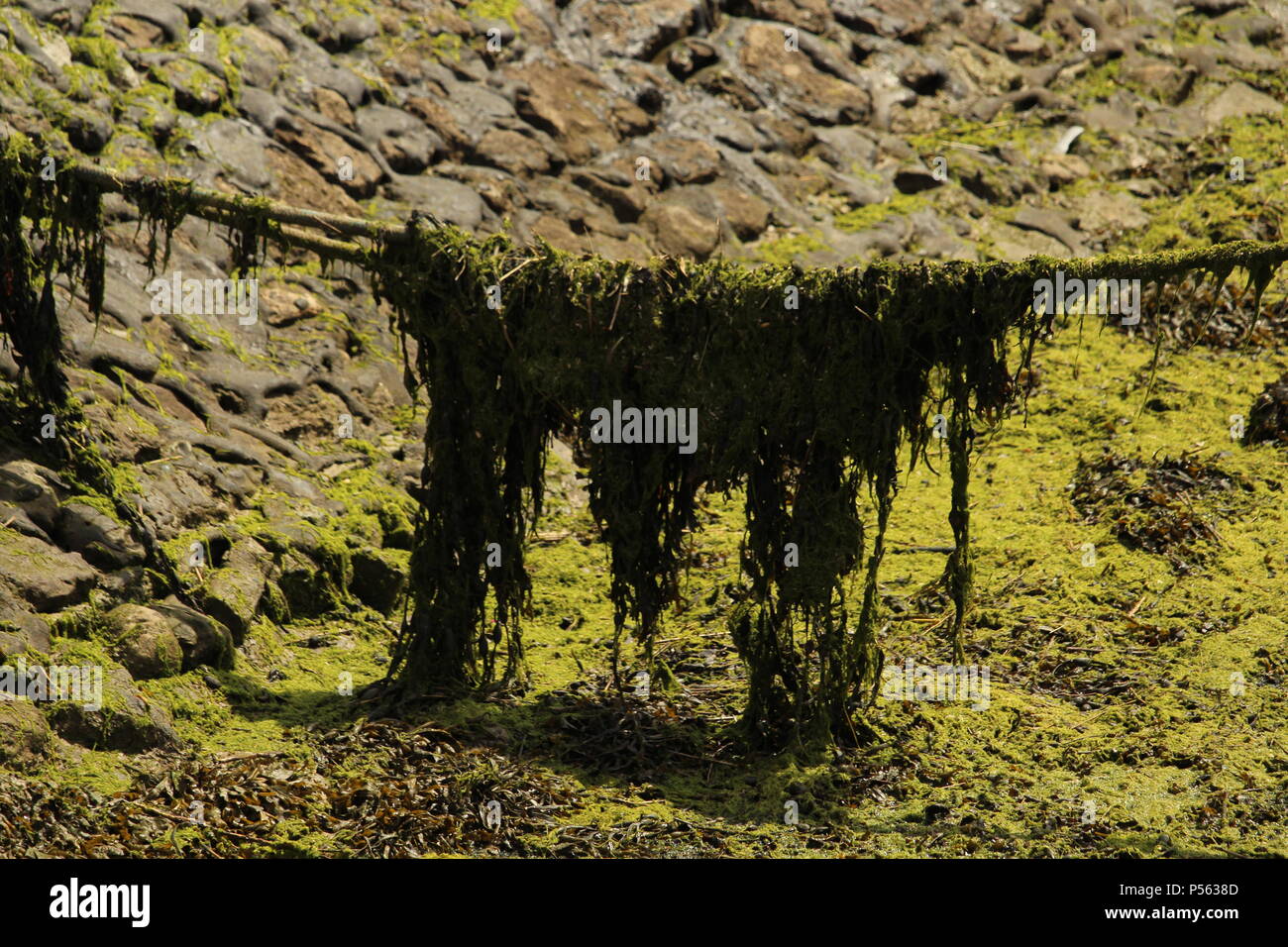 Coastal still life & decay - An abundance of seaweed & algae growing on ...