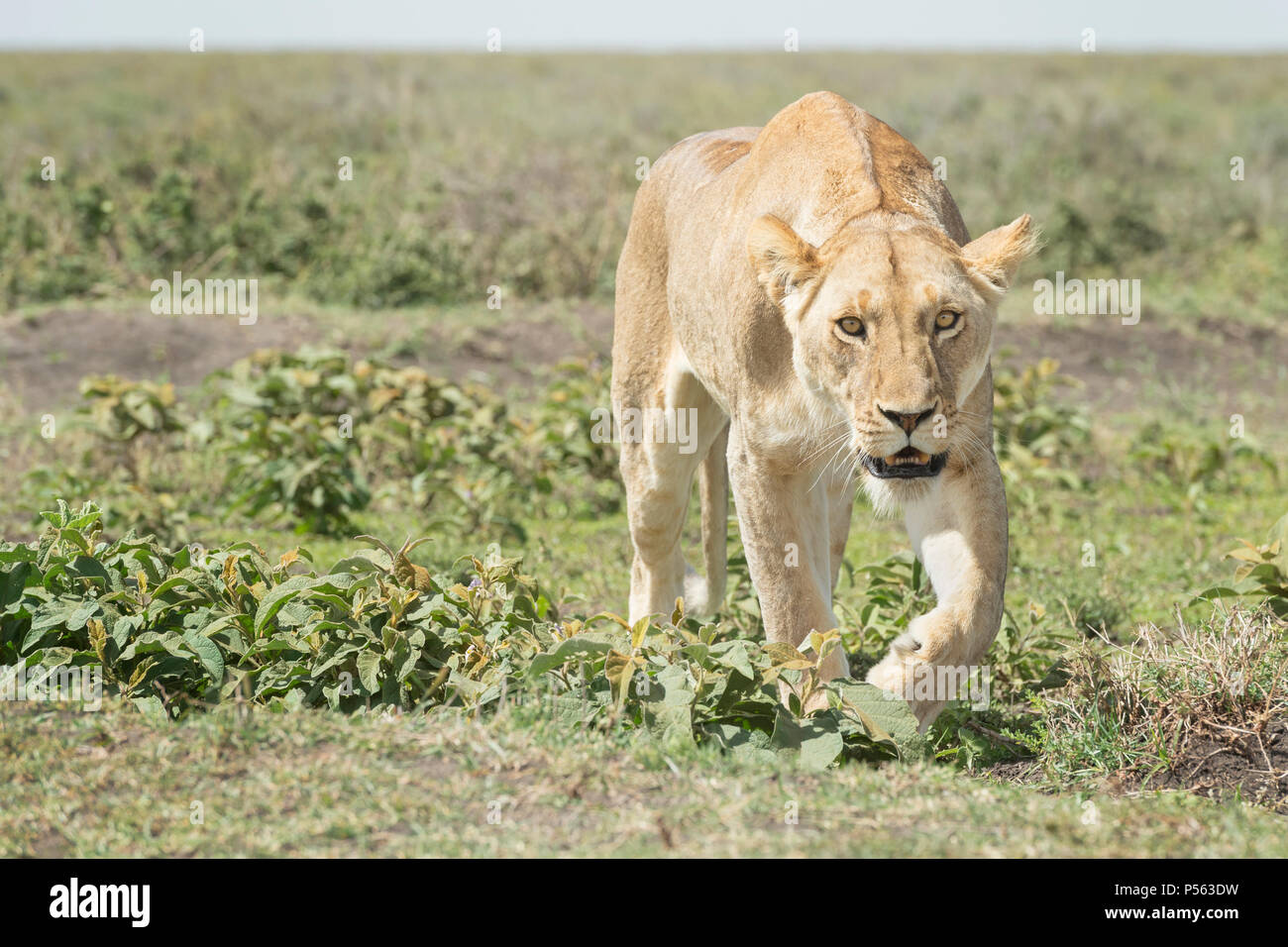 Lioness (Panthera leo) close up at savanna, looking at camera ...