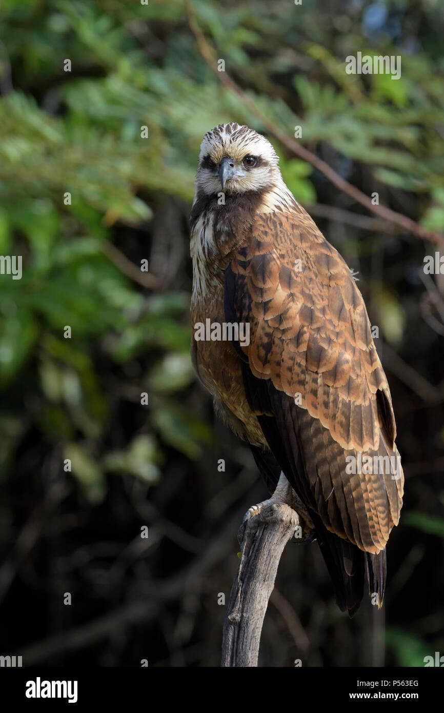 Black hawk sitting hi-res stock photography and images - Alamy