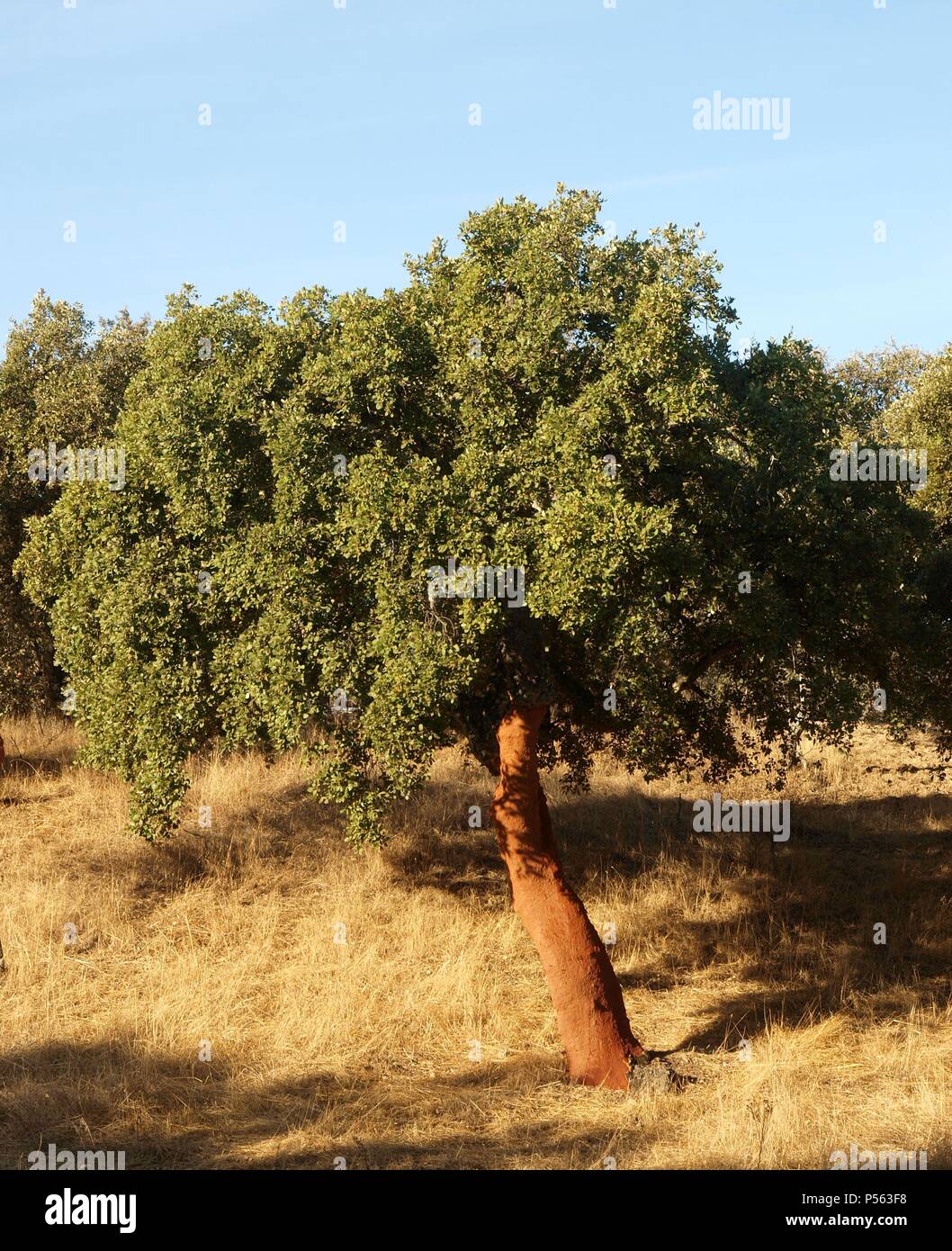 ALCORNOQUE (Quercus suber). Arbol perennifolio de la familia fagáceas ...
