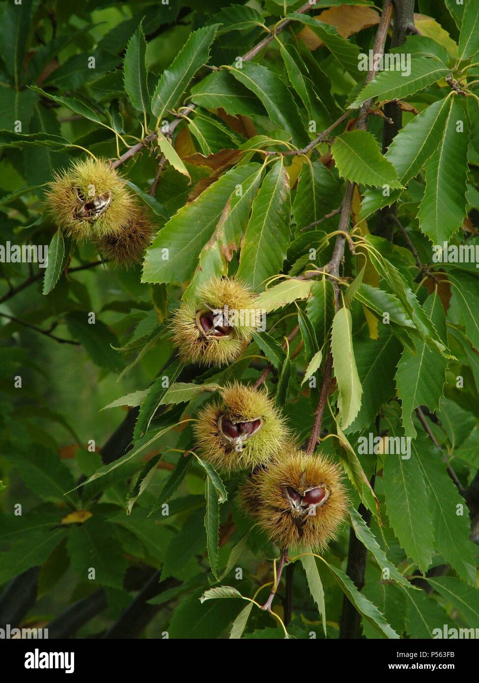 CASTAÑAS (Castanea sativa Stock Photo - Alamy