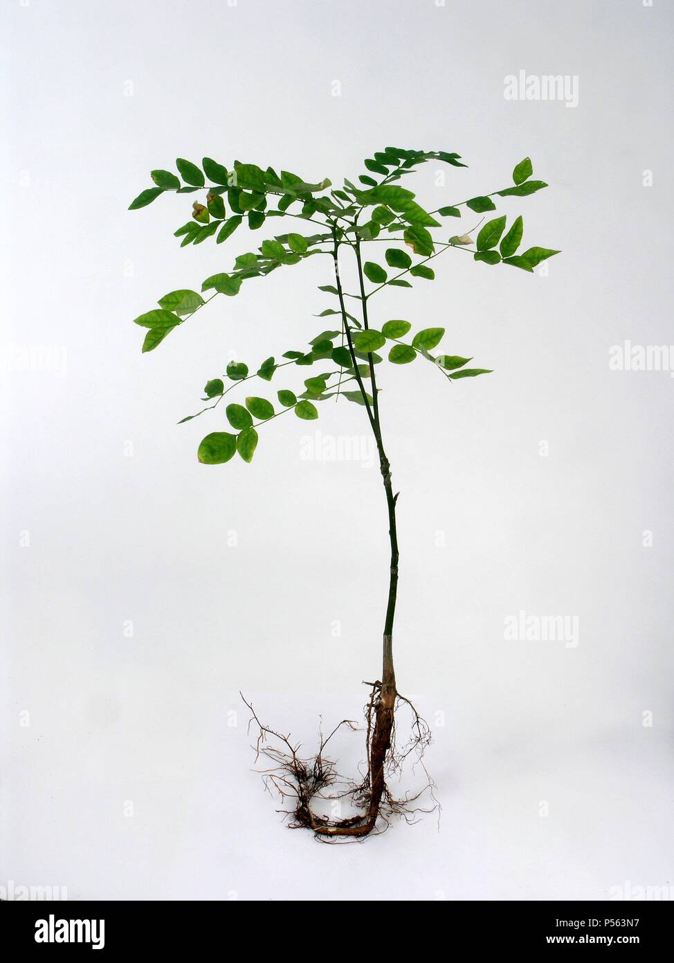 FALSA ACACIA ó ROBINIA. (Robinia pseudoacacia). Arbol de la familia ...