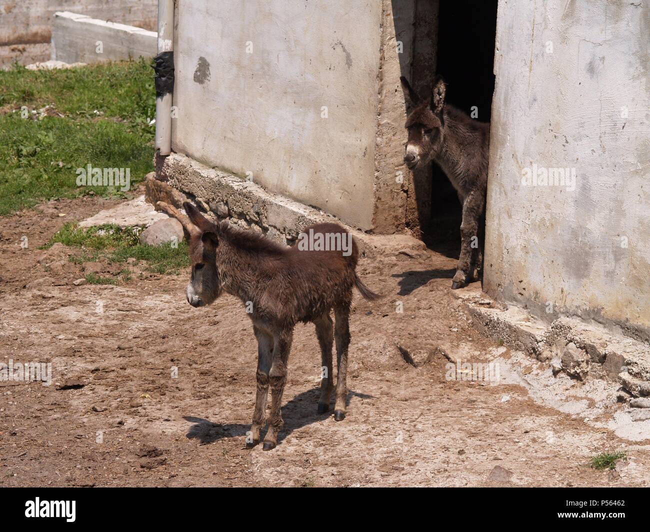 ASNO DOMESTICO (Equus asinus). Mamífero perisodáctilo de la familia de ...