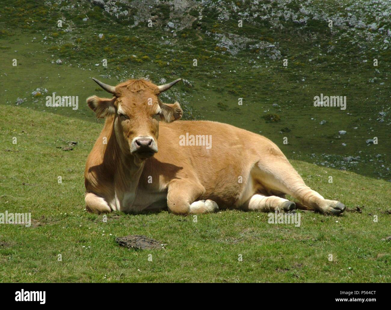 Vaca pastando hi-res stock photography and images - Alamy
