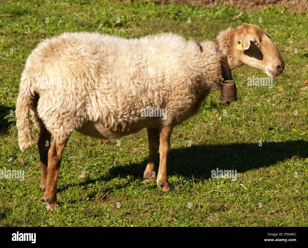 Oveja ovis ovis hi-res stock photography and images - Alamy
