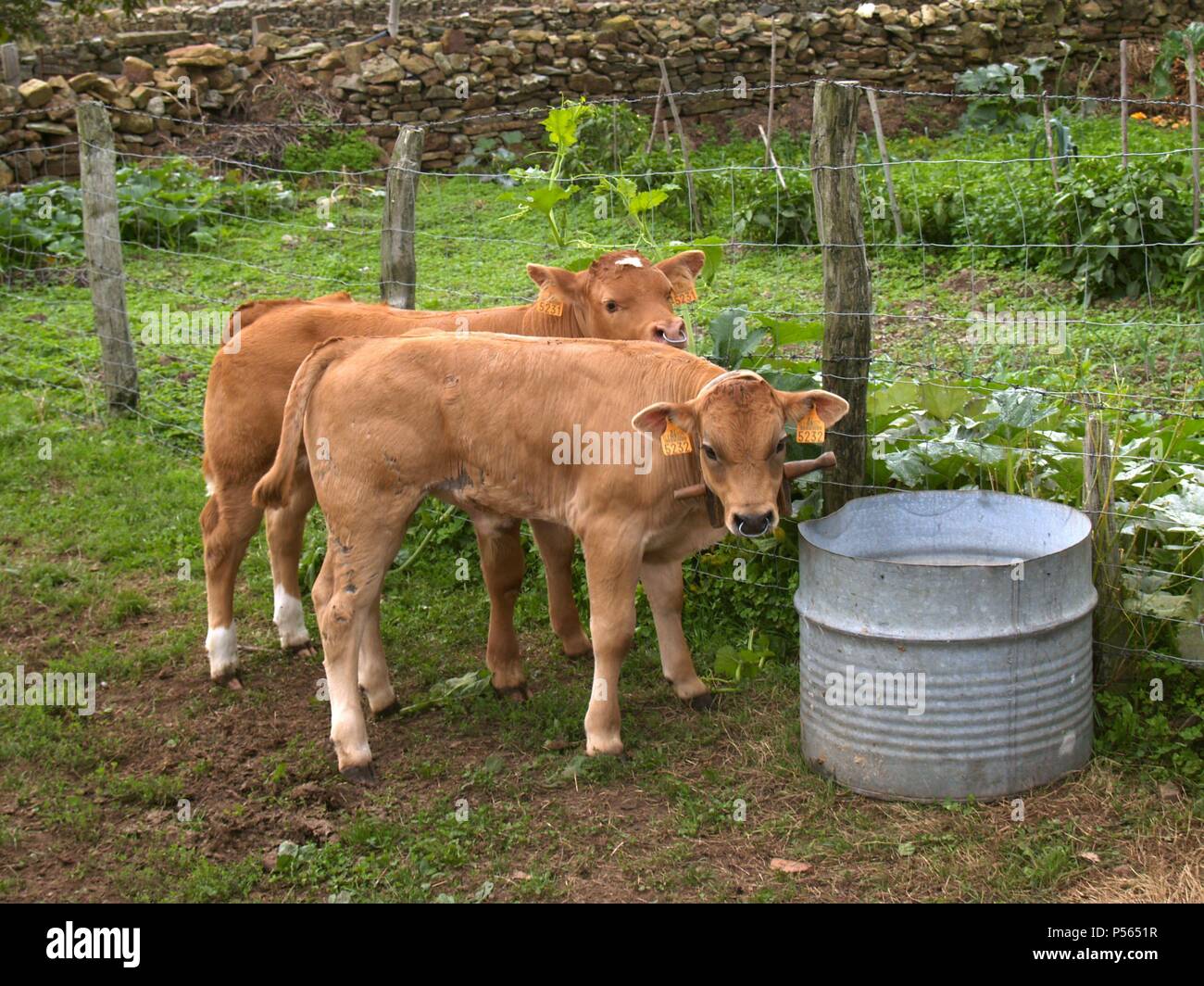 Terneros hi-res stock photography and images - Alamy