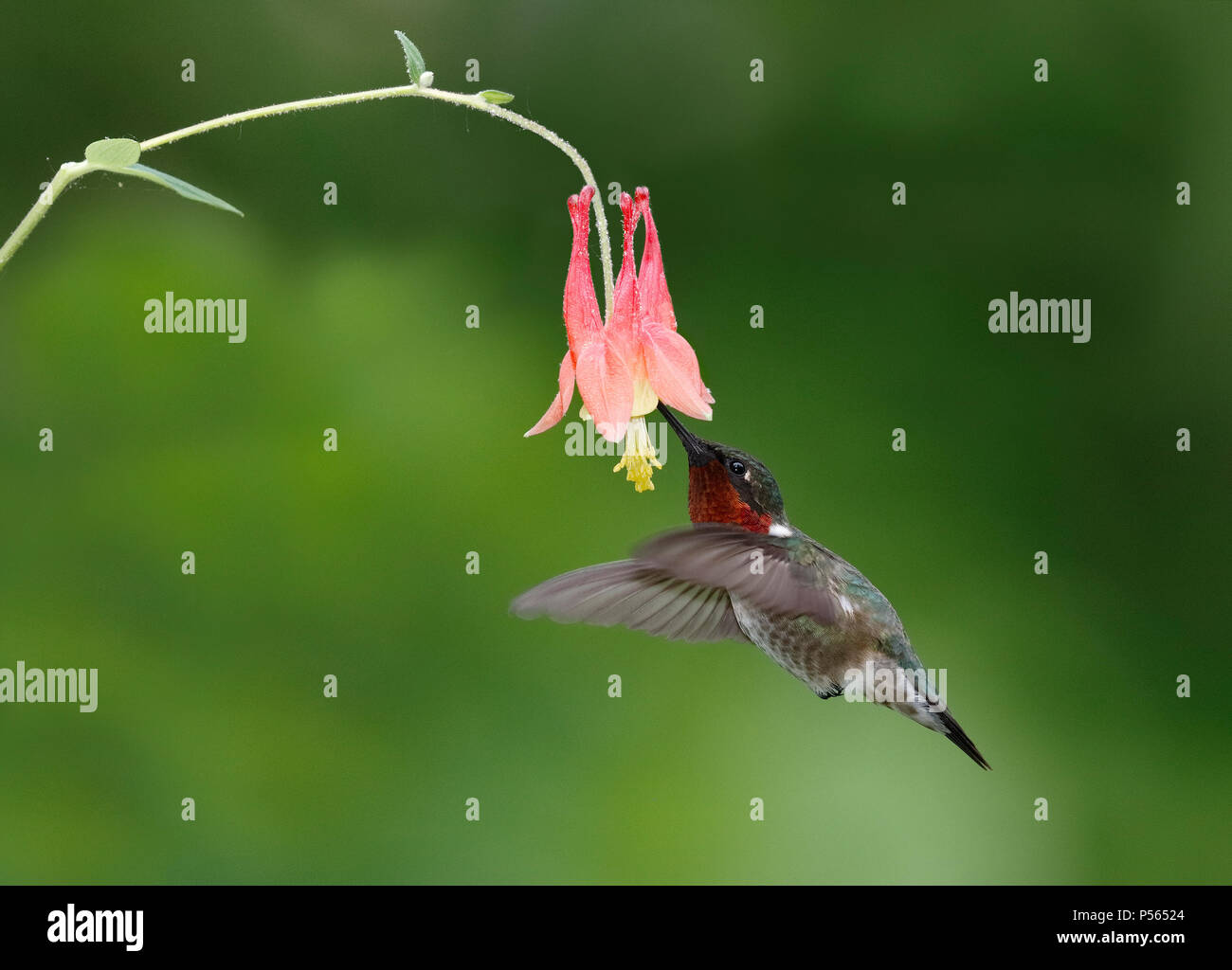 Male Ruby-throated Hummingbird (Archilochus colubris) feeding at a Wild ...