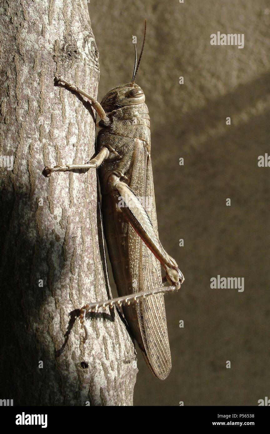 árbol de langosta hi-res stock photography and images - Alamy