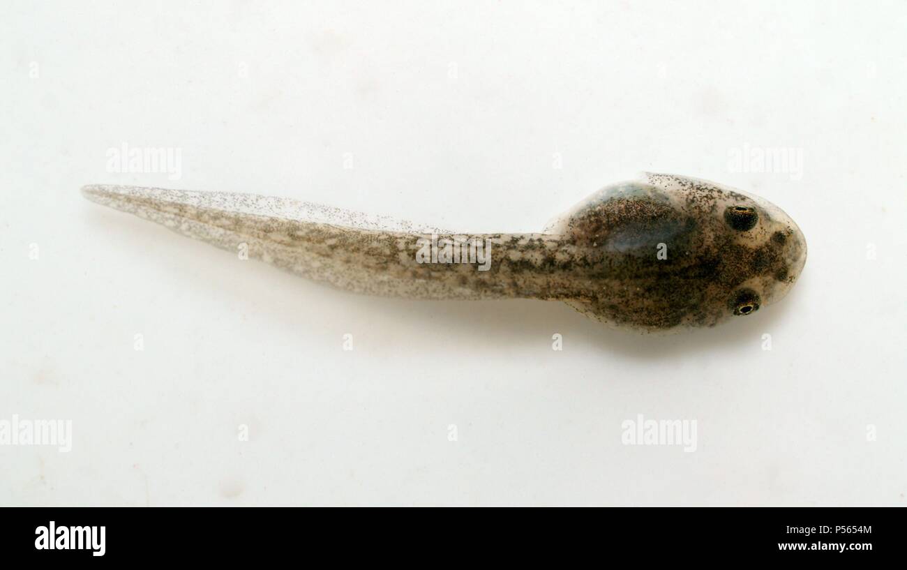 RENACUAJO de una RANA VERDE COMUN Stock Photo - Alamy