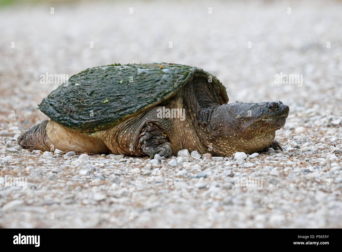 Female Common Snapping Turtle (Chelydra serpentina) excavating a nest ...