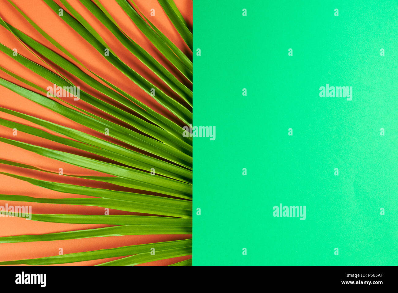 Palm leaf simple flat hi-res stock photography and images - Alamy
