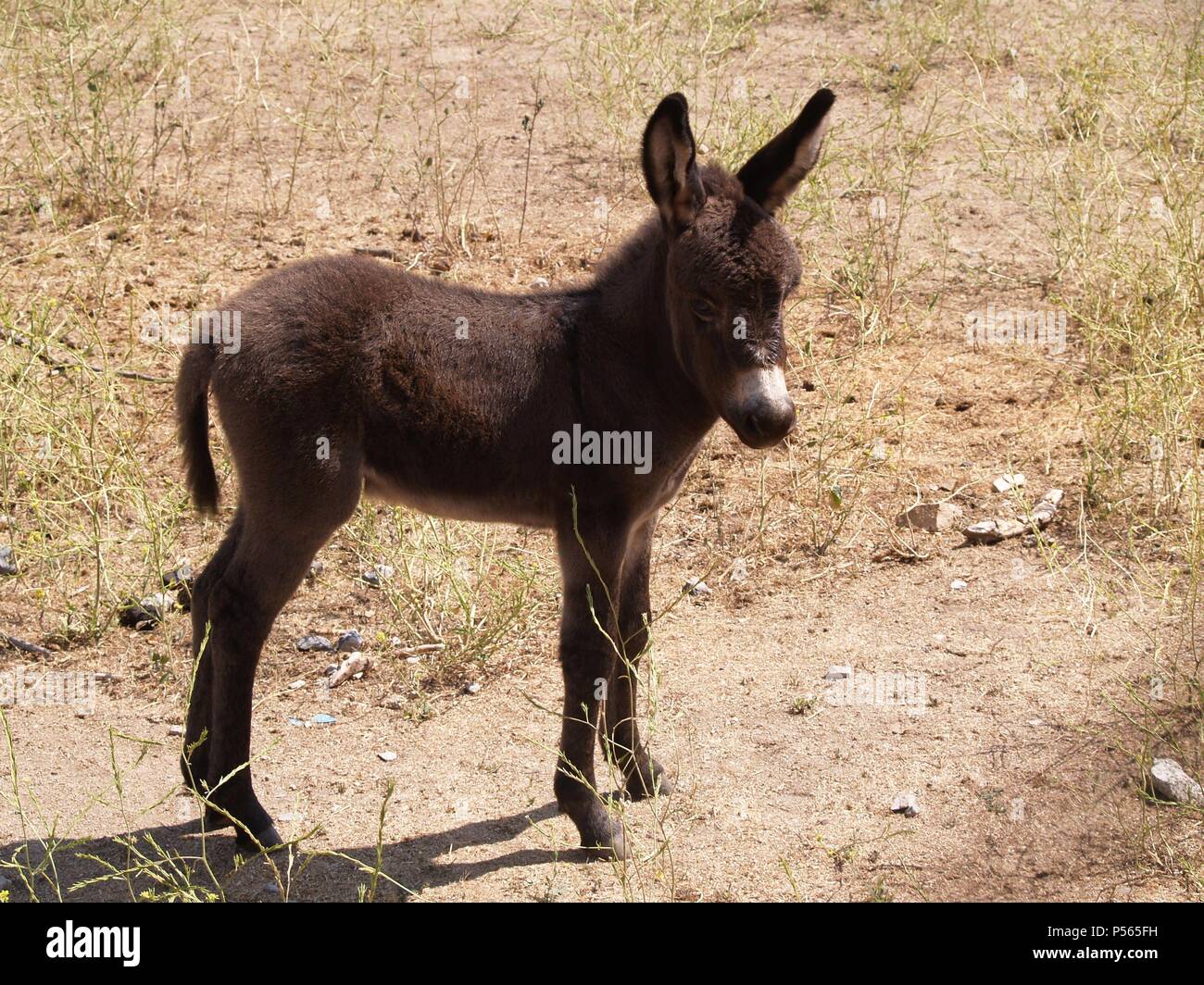 ASNO DOMESTICO (Equus asinus). Mamífero perisodáctilo de la familia de ...