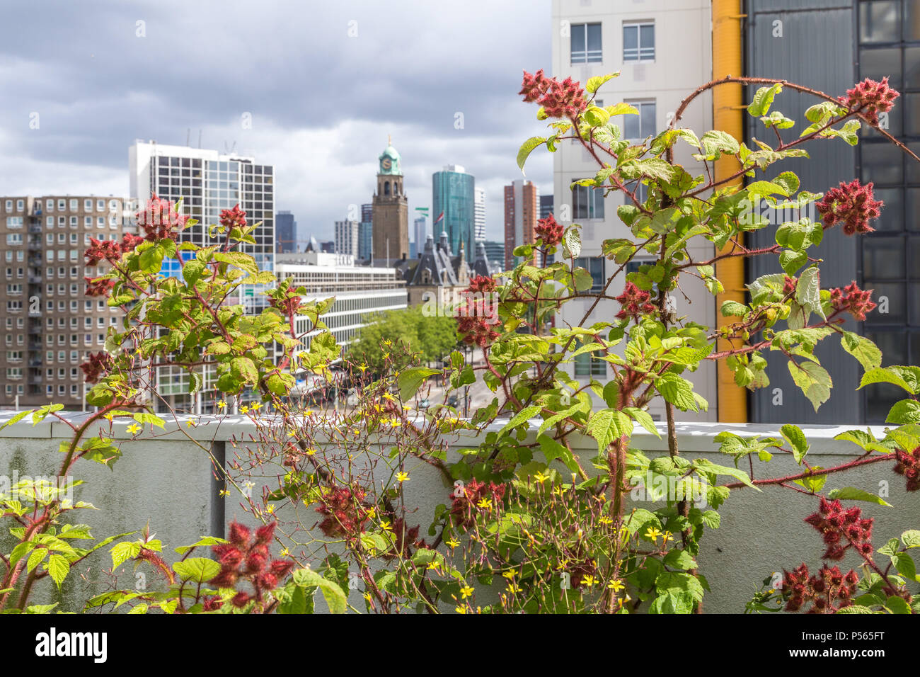 Rotterdam green roof hi-res stock photography and images - Alamy