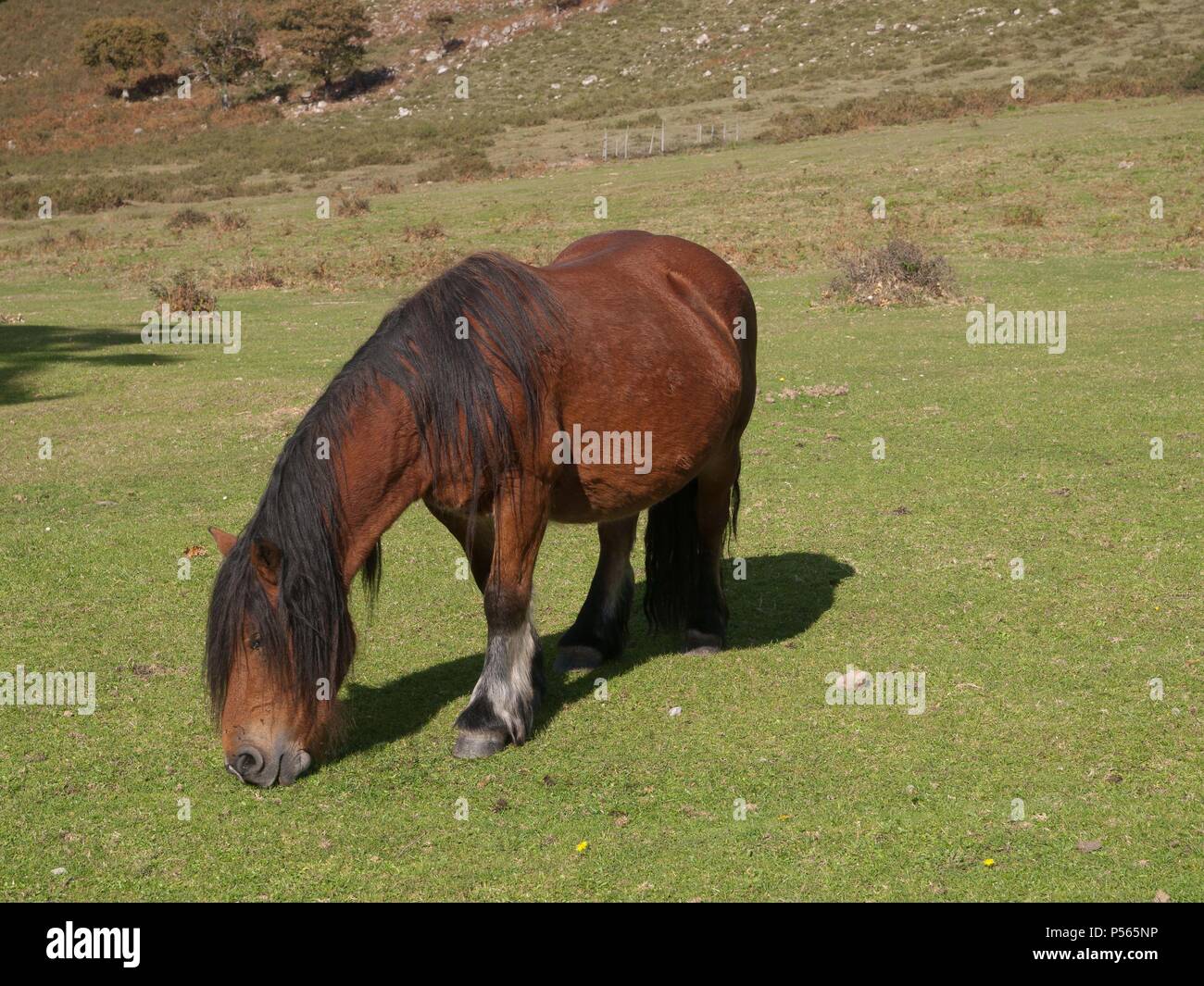 Caballo pastando hi-res stock photography and images - Alamy