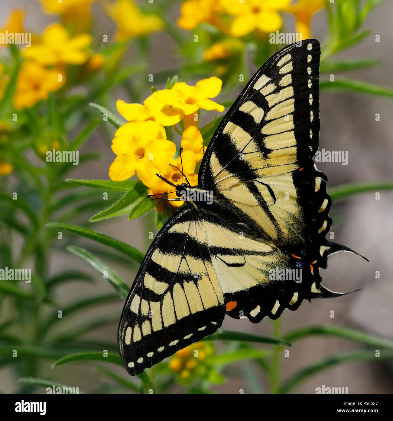 Eastern Tiger Swallowtail (Papilio glaucus) nectaring on Hoary Puccoon ...