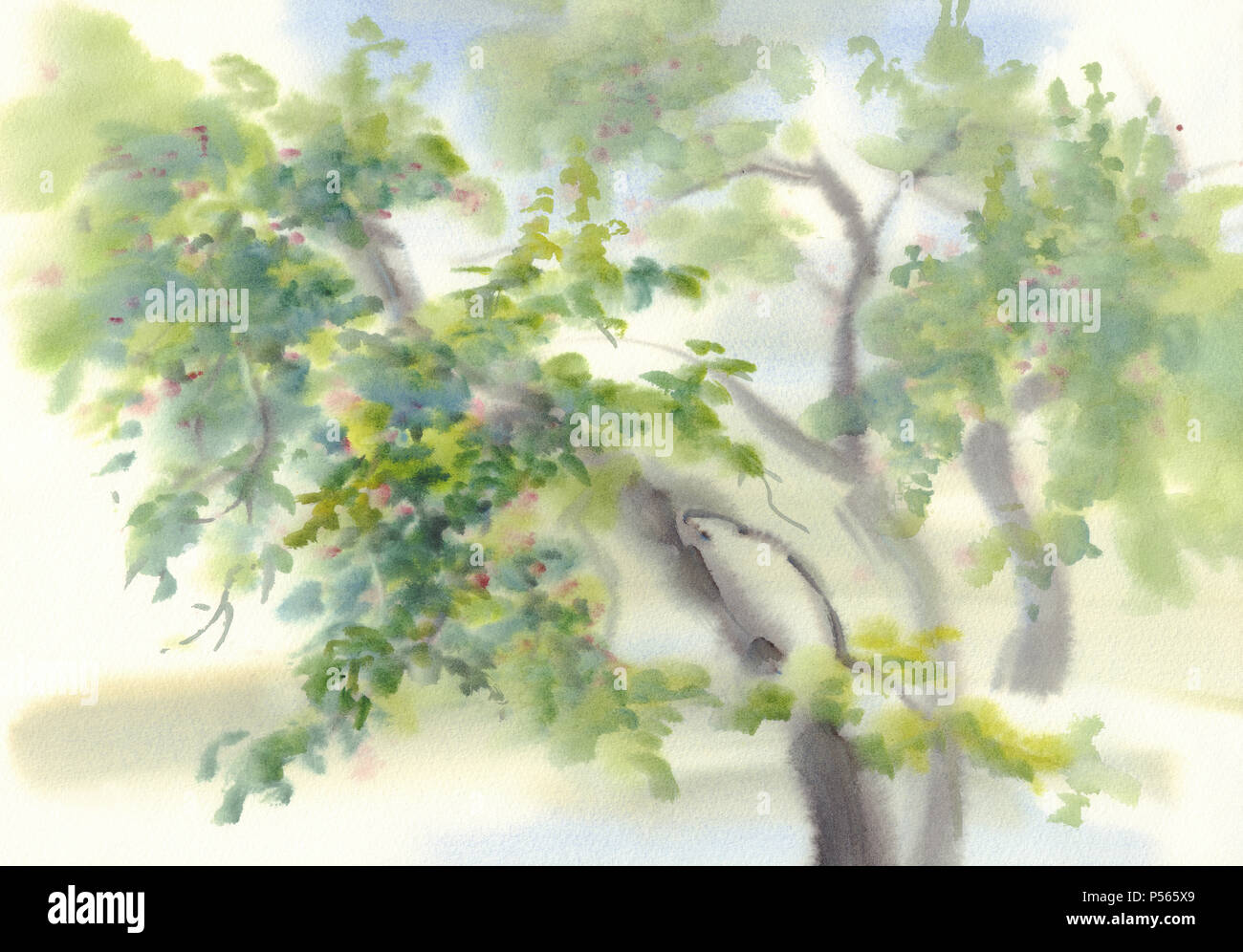 apple tree watercolor background Stock Photo - Alamy