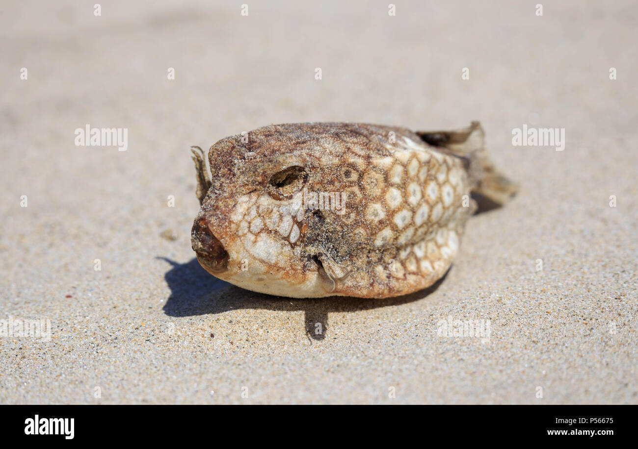 Dead fish dried out hi-res stock photography and images - Alamy